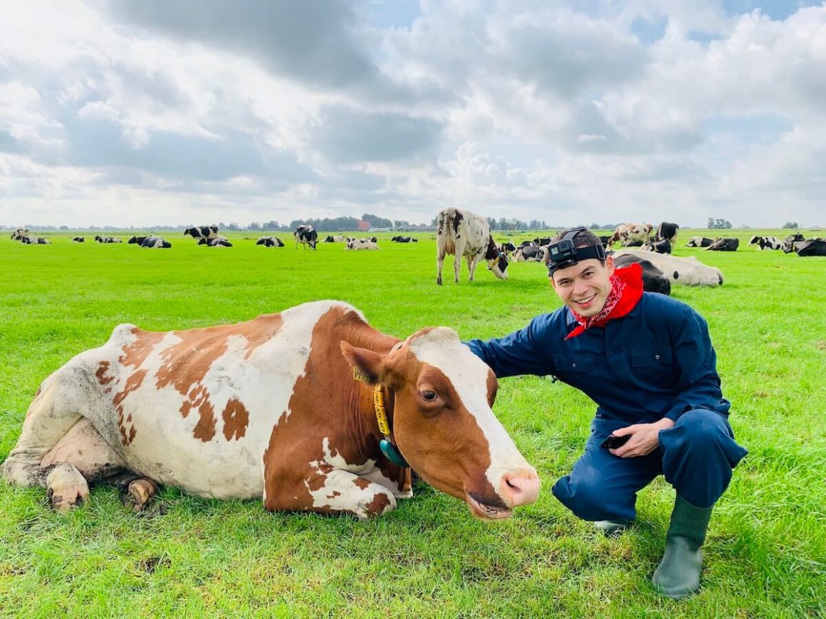 Cow hugging in The Netherlands: We visit Friesland for cuddle time at ...